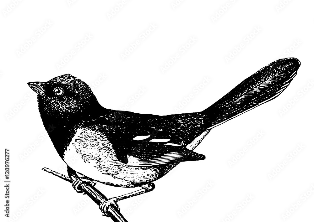 realistic sketch of a magpie on branch Stock Vector | Adobe Stock