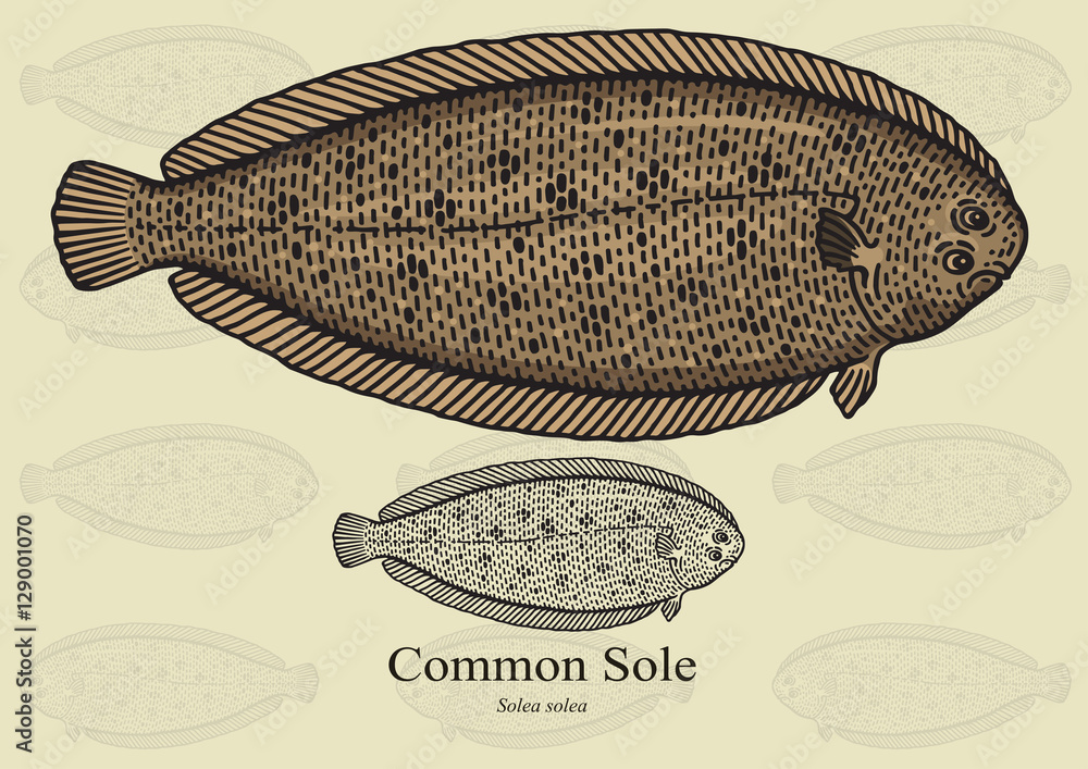 Common Sole, Dover Sole. Vector illustration for artwork in small sizes ...