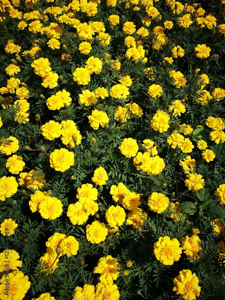 The Marigold fields. Stock Photo | Adobe Stock