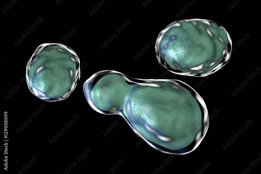 Pathogenic yeast fungus Cryptococcus neoformans which cryptococcal ...