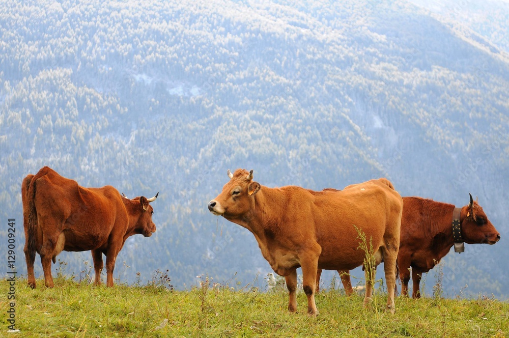 vache tarentaise france Stock Photo | Adobe Stock