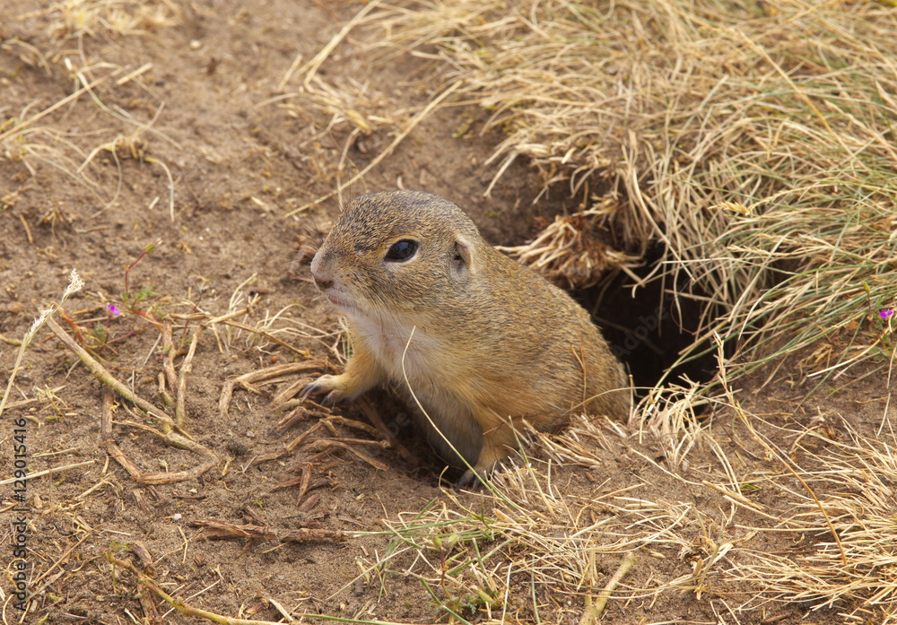 Ground Squirrel Stock Photo | Adobe Stock
