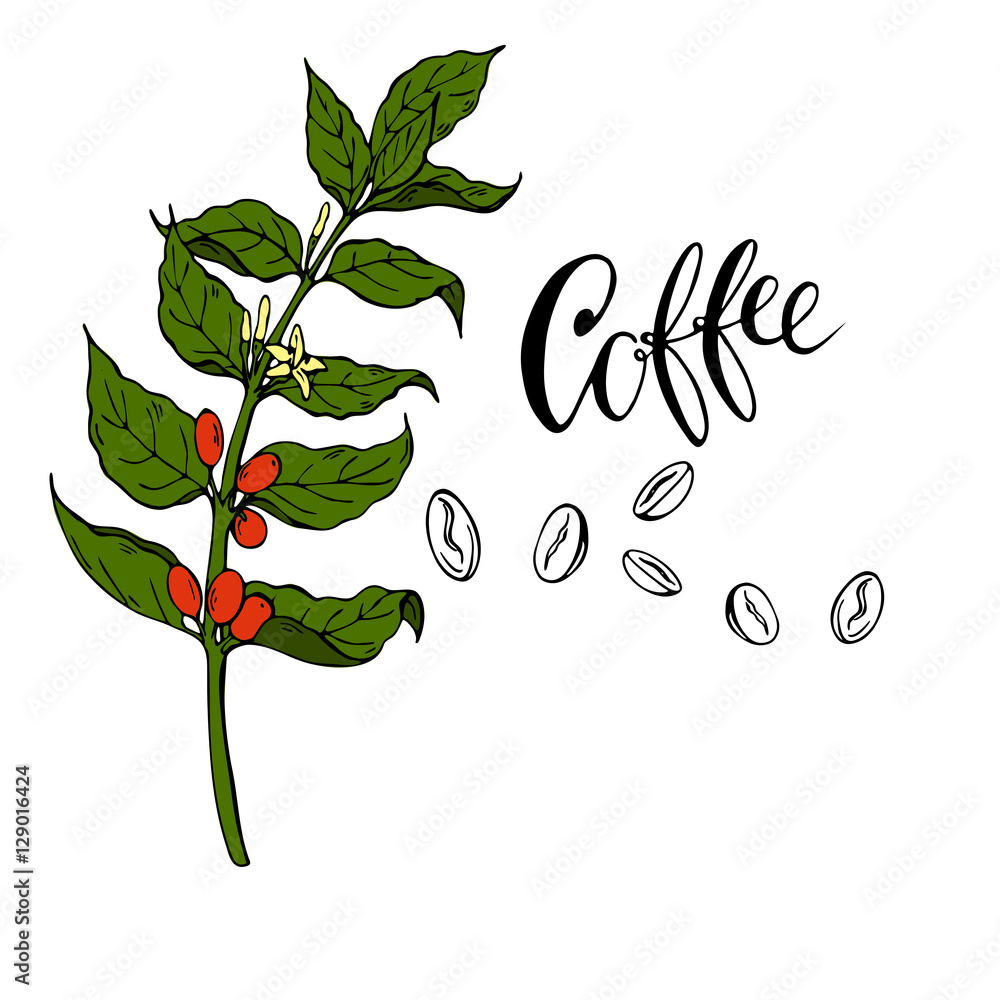 Coffee tree branch with flowers and berries. Cartoon ink sketch. Hand ...