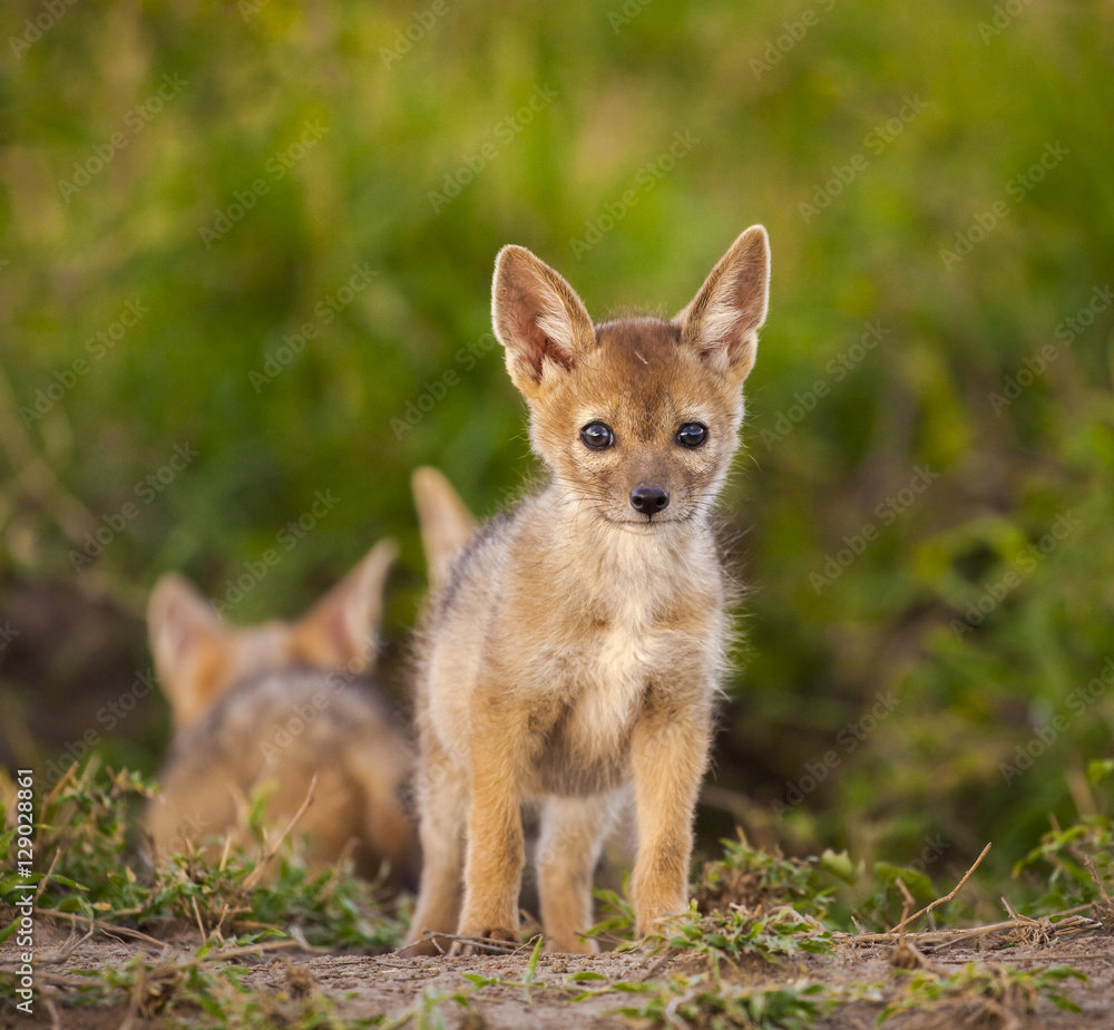 Baby African Jackal