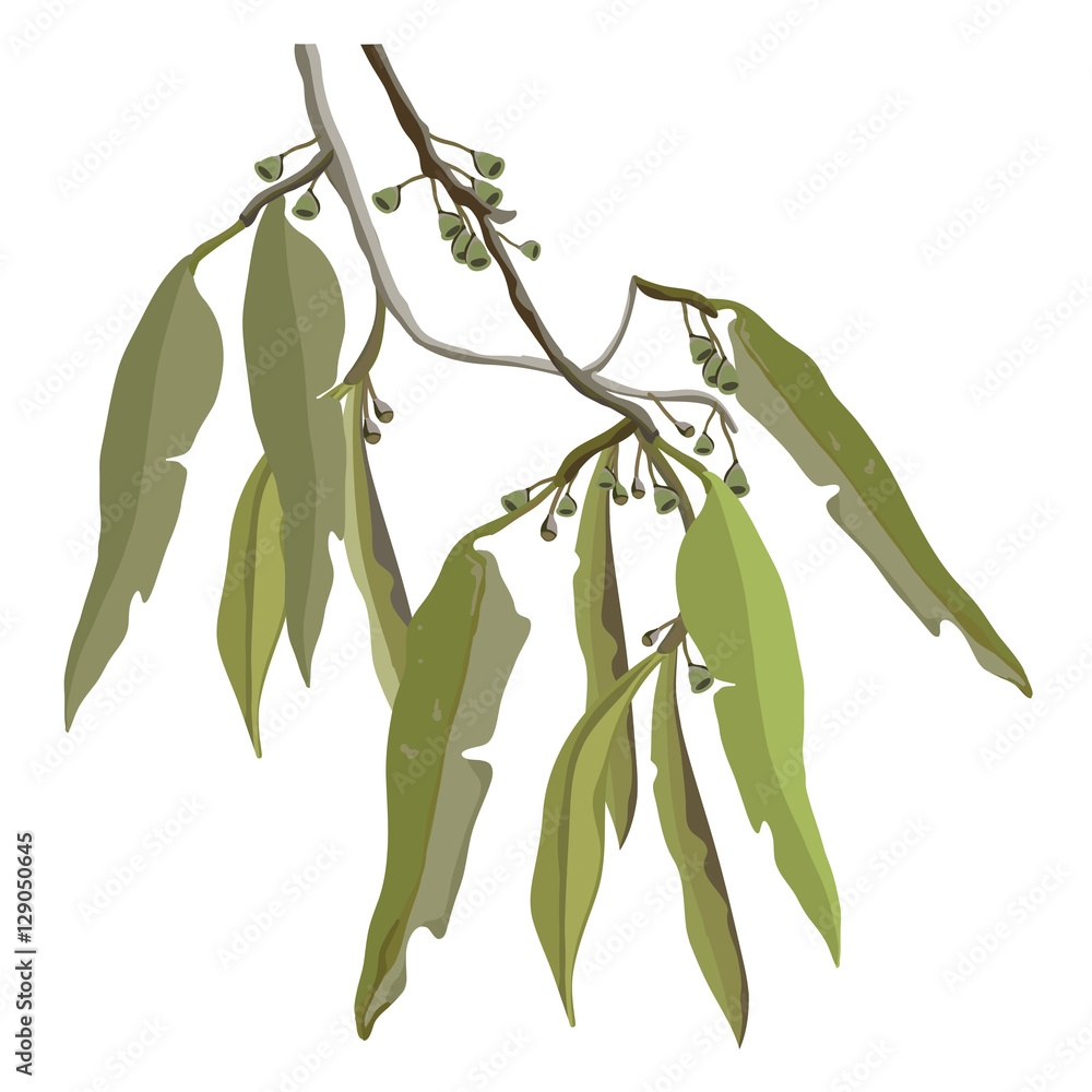 Eucalyptus Gum Leaves Vector Illustration Stock Vector | Adobe Stock
