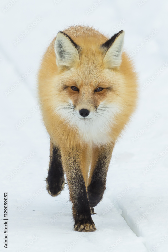 Red Fox Walking