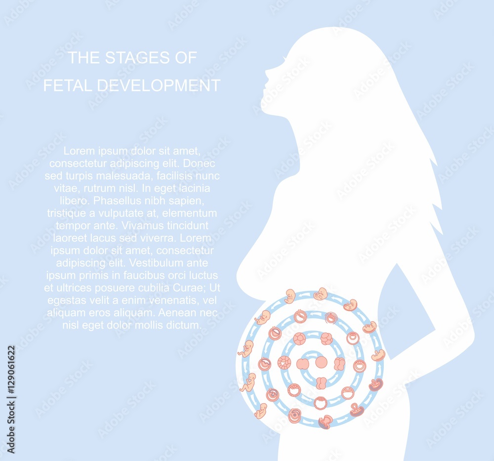 vector illustration stages of fetal development. isolated on white ...