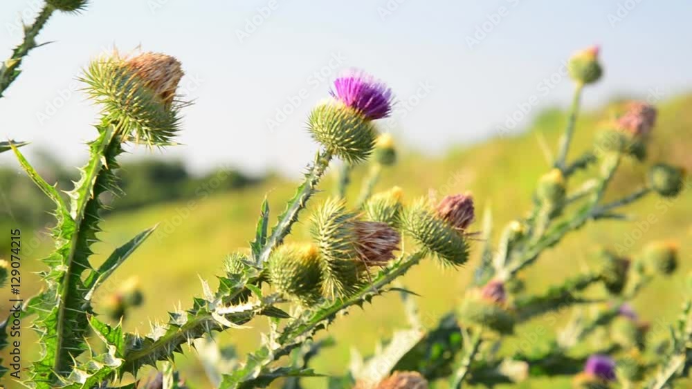 Thistle thorns (Latin Onopordum acanthium.) - Thistle species of genus ...