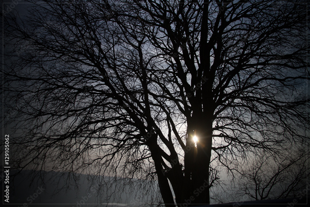 l'arbre Stock Photo | Adobe Stock