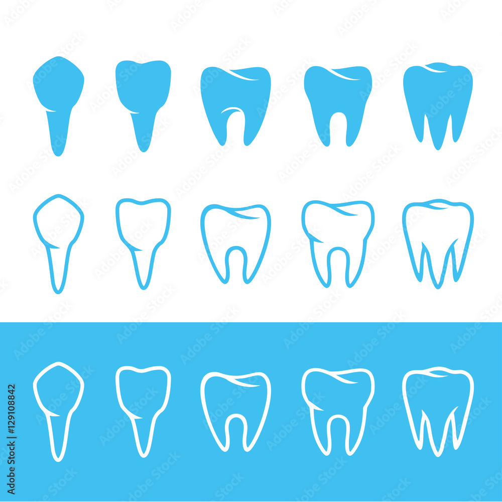 teeth. human dentition teeth, human tooth anatomy chart, diagram teeth ...