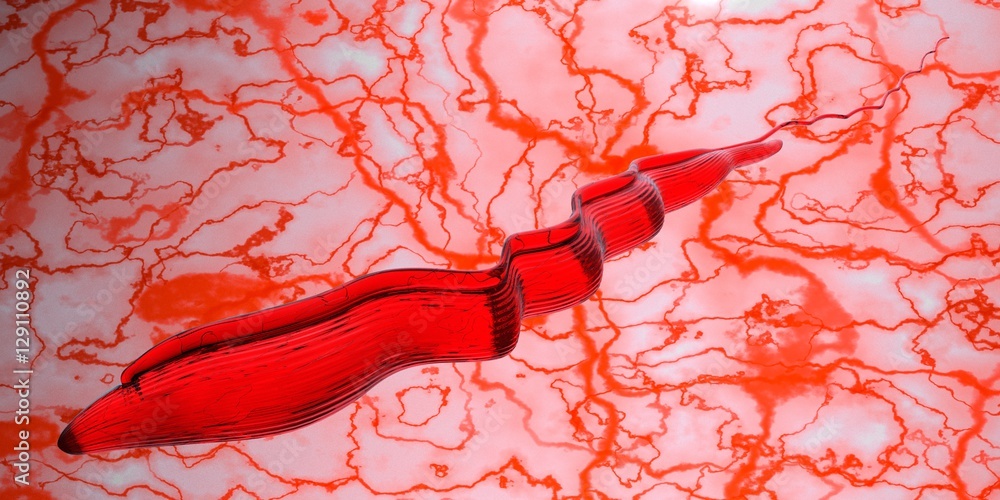 Trypanosoma brucei parasite that causes nagana disease llustration ...