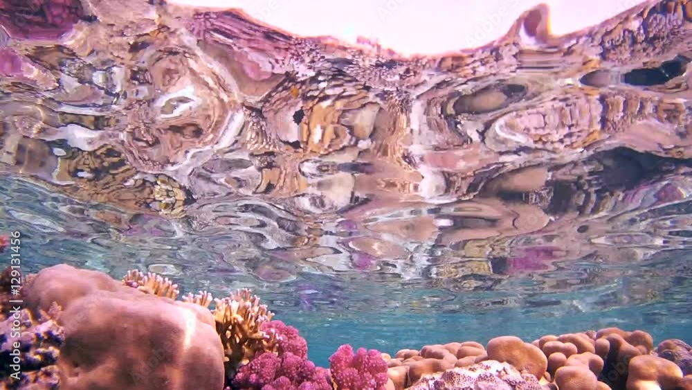 fish Sulfur Damsel (Pomacentrus sulfureus) swims over the shallow coral ...