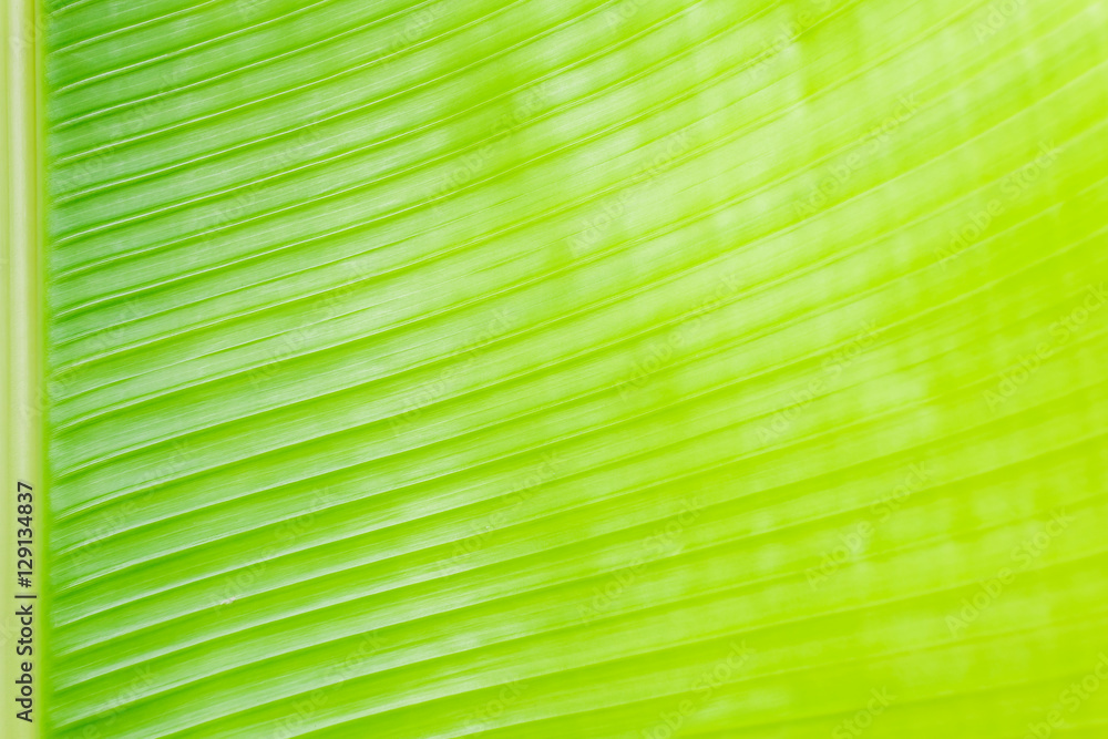 Foto de jeune feuille de ravenale, l'arbre du voyageur malgache do ...