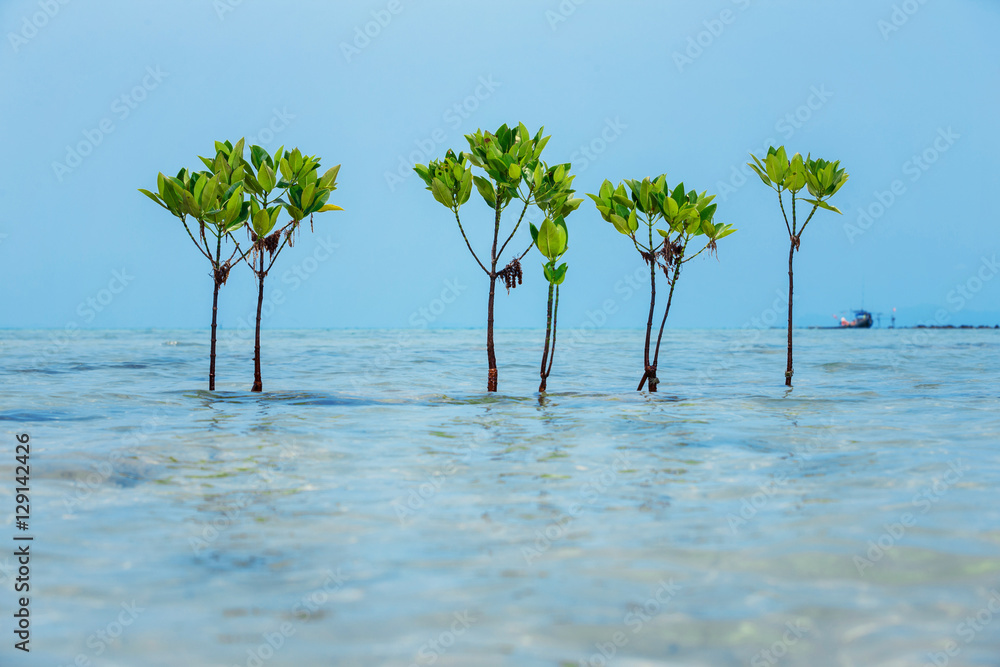 Group of mangrove trees at water surface tropical sea background Stock ...