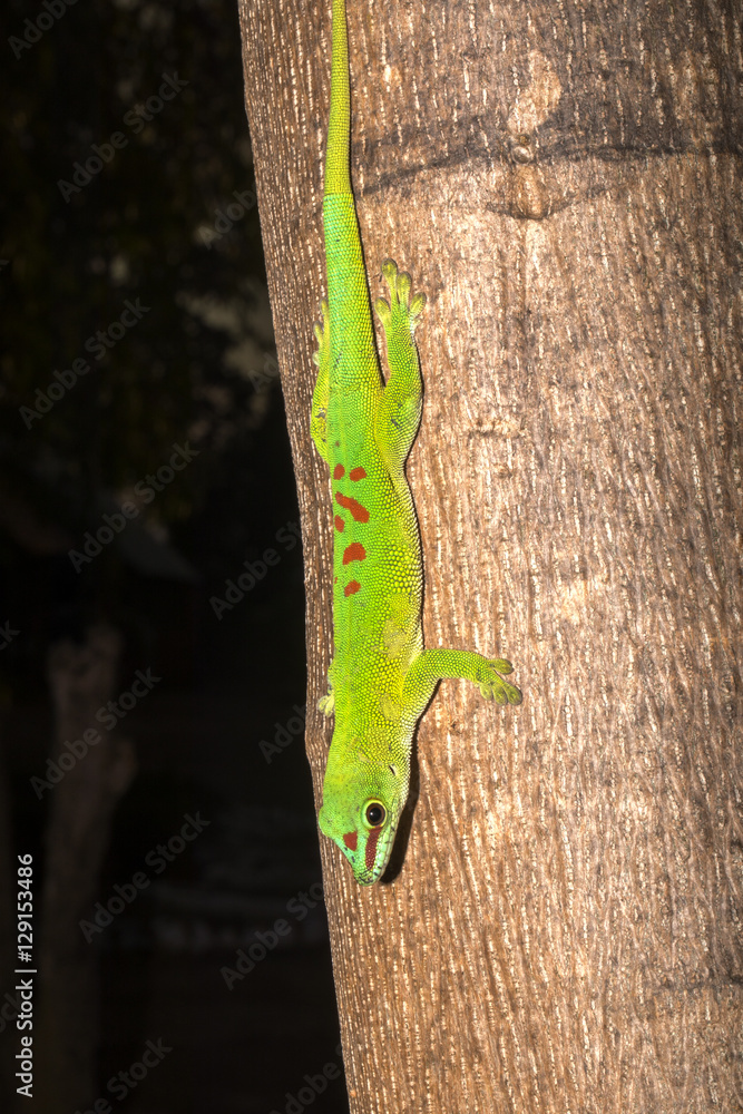 ordinary Madagascar day gecko, Phelsuma madagascariensis occurs in ...
