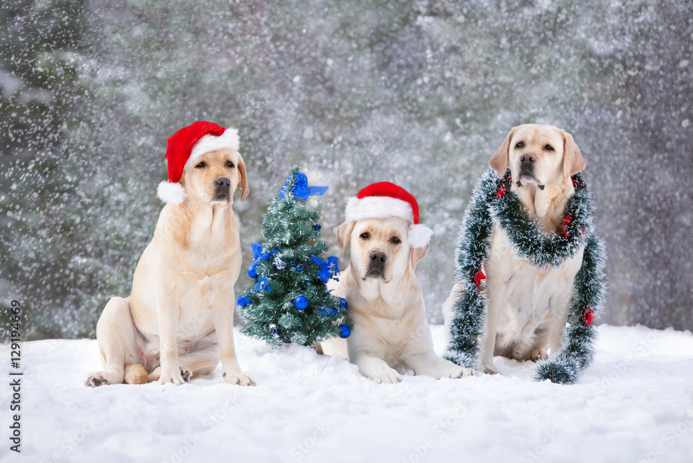 Puppies In Snow Christmas