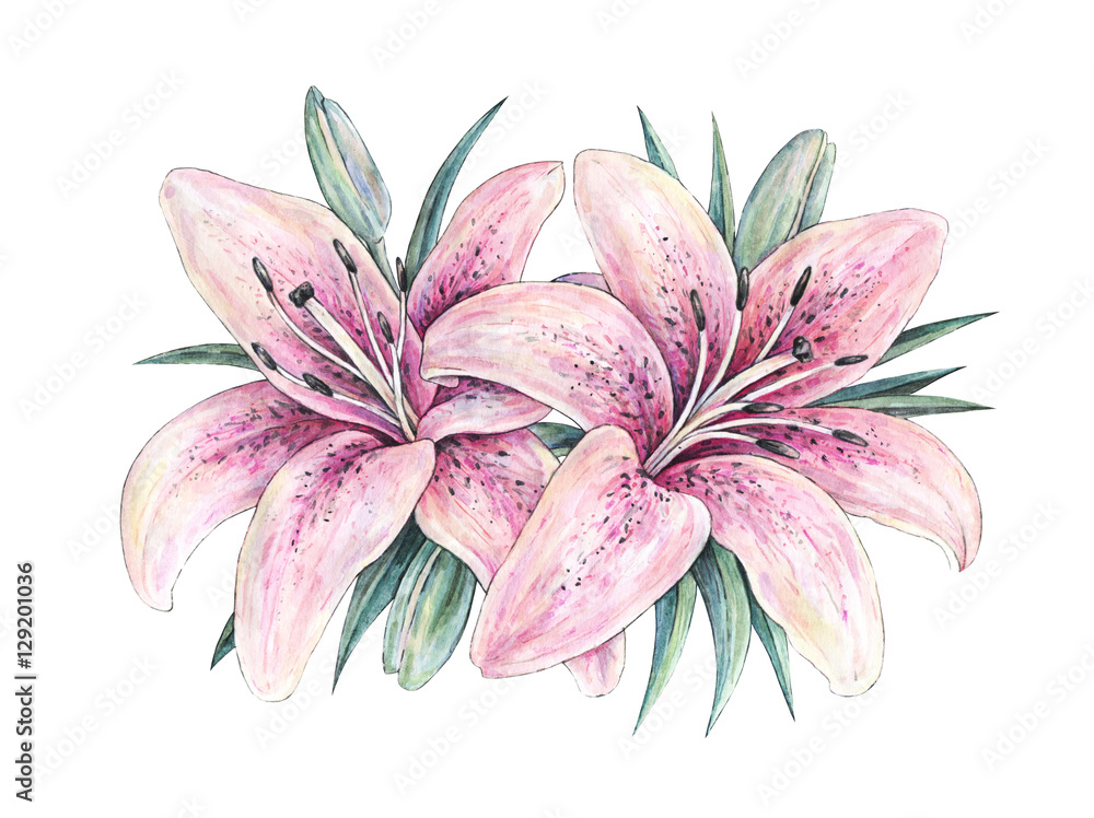 Pink lily flowers isolated on white background. Watercolor handwork ...