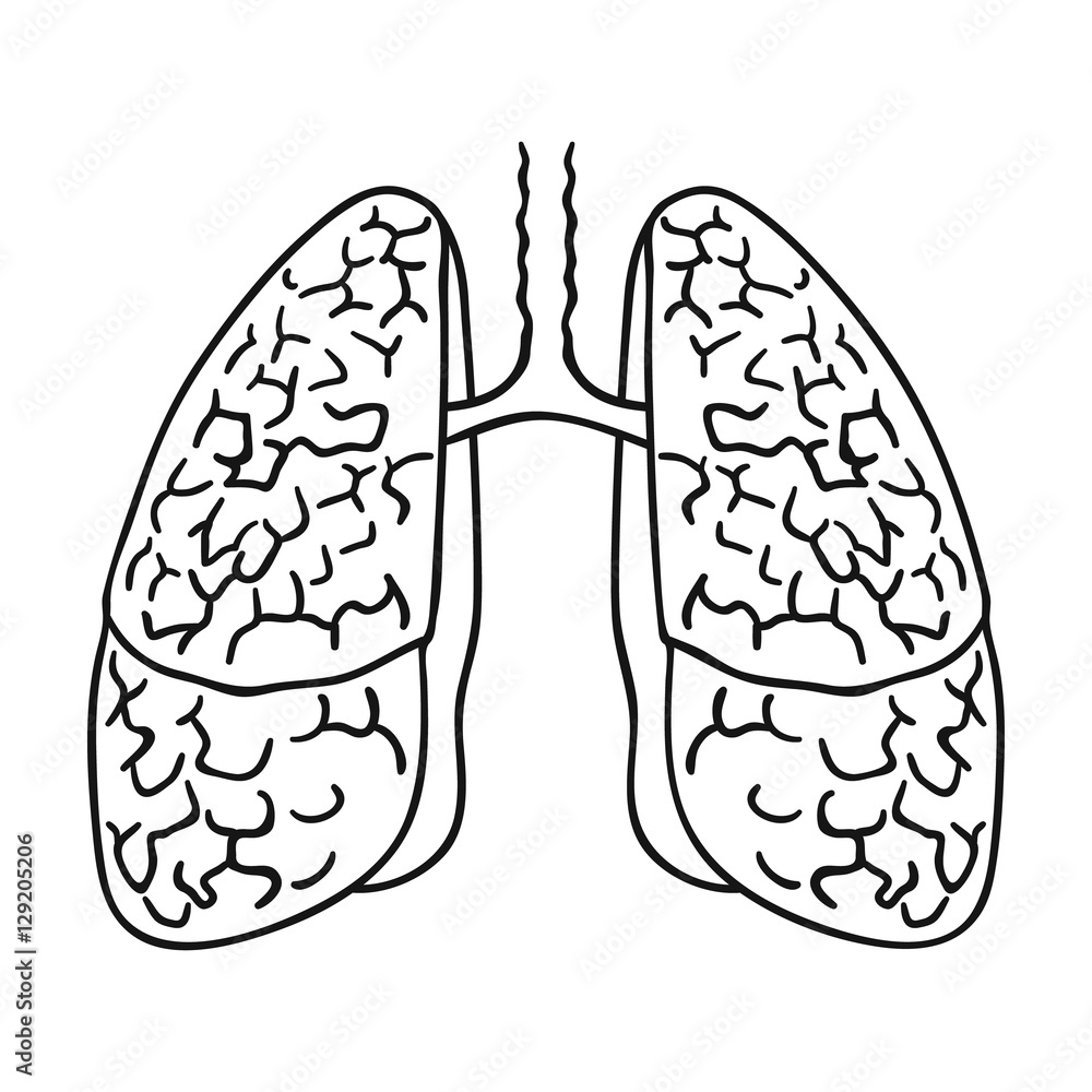 Human Lungs Outline