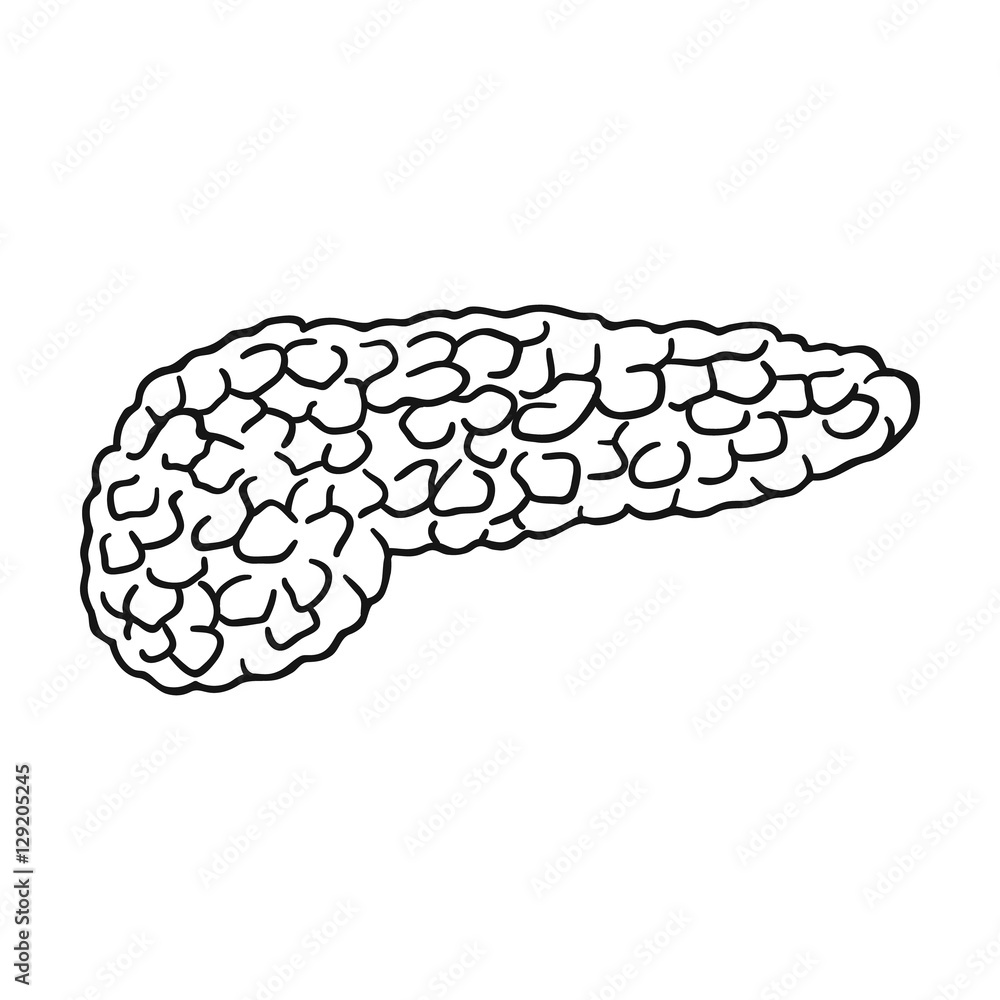 Human pancreas icon in outline style isolated on white background ...