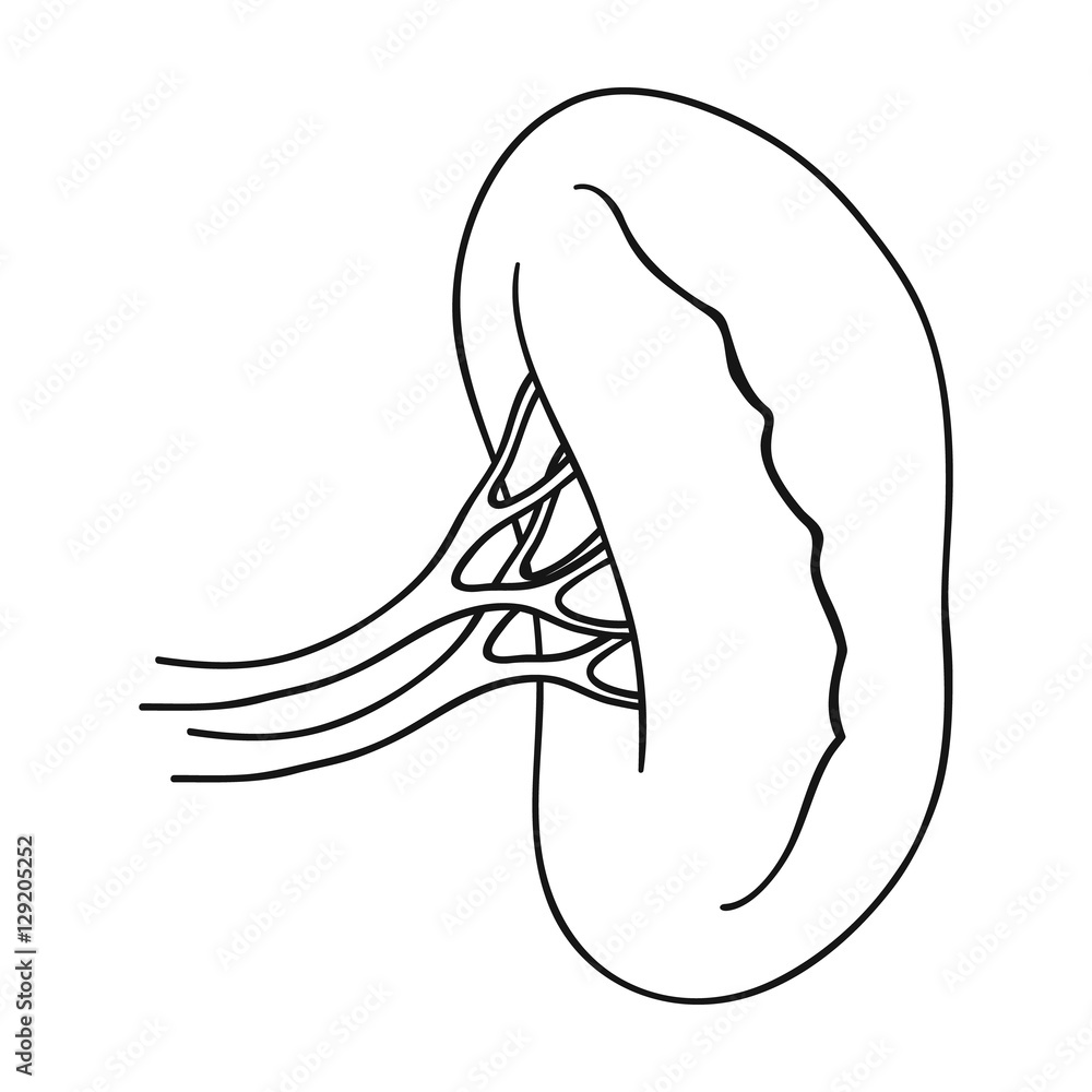 Human kidney icon in outline style isolated on white background. Human ...