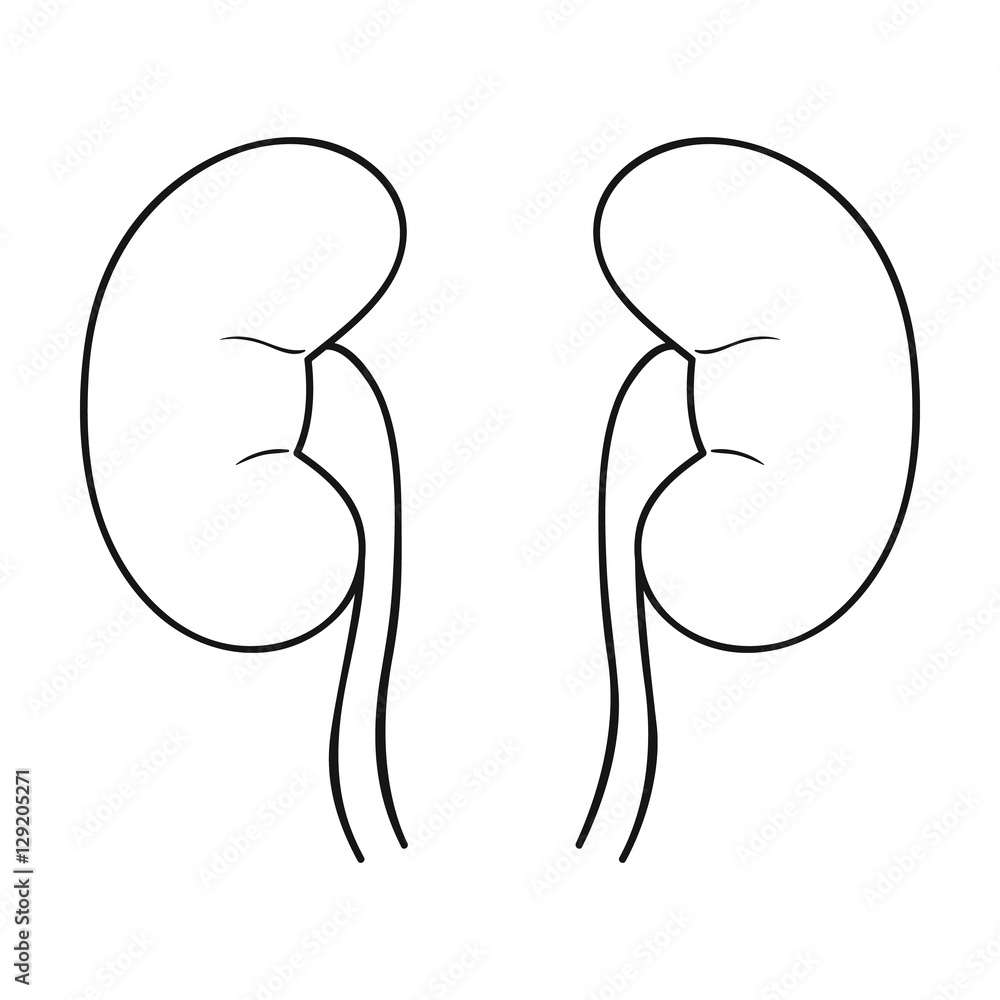 Human kidneys icon in outline style isolated on white background. Human ...