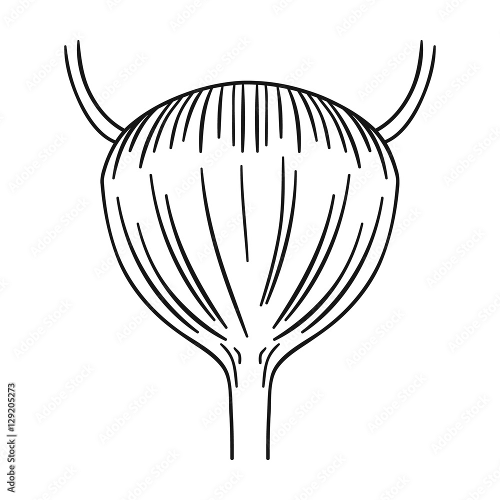 Human urinary bladder icon in outline style isolated on white ...