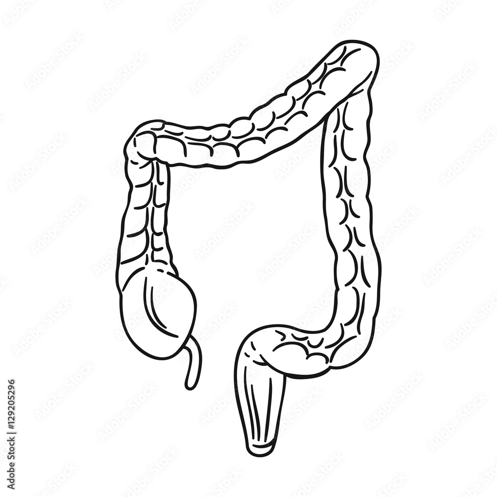 Human large intestine icon in outline style isolated on white ...