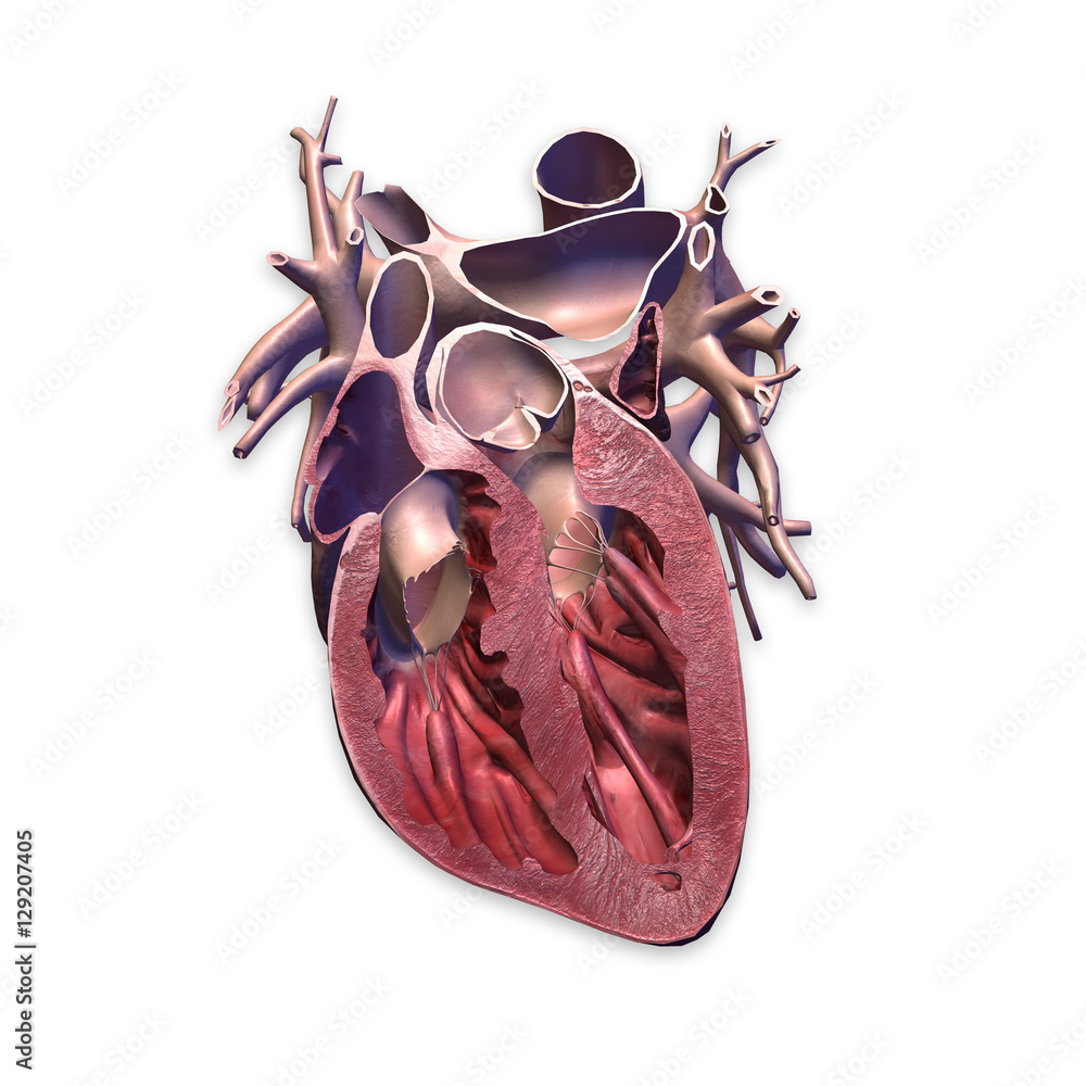 Heart on White Background, Sagittal Section View ilustración de Stock ...