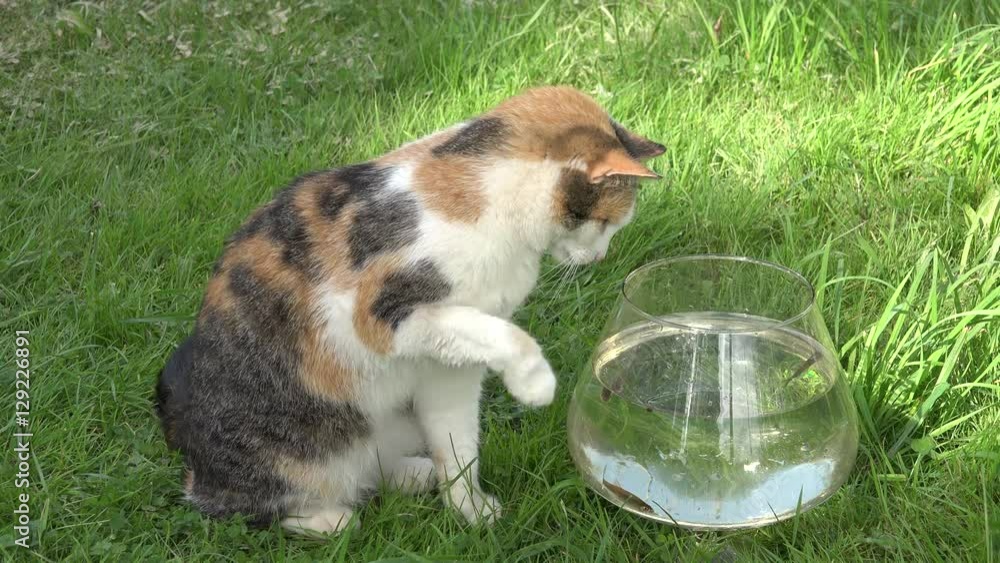 Cute cat try to catch fish from plastic bowl with water and run ...