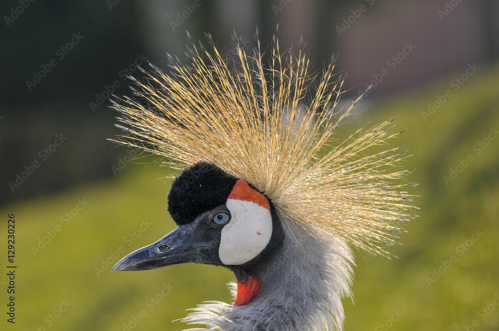 Gru coronata grigia Stock Photo | Adobe Stock