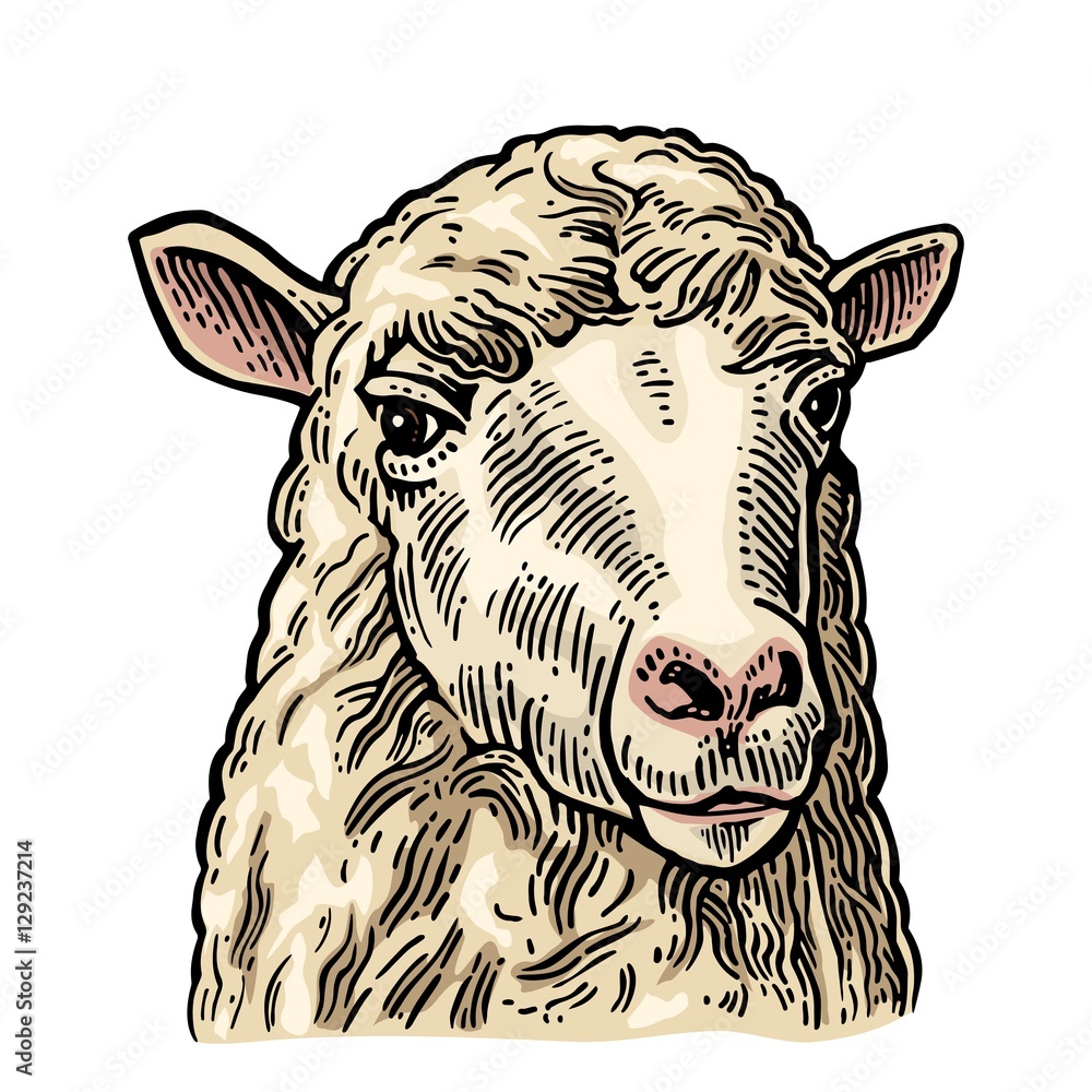 Sheep head. Hand drawn in a graphic style. Vintage vector engraving ...
