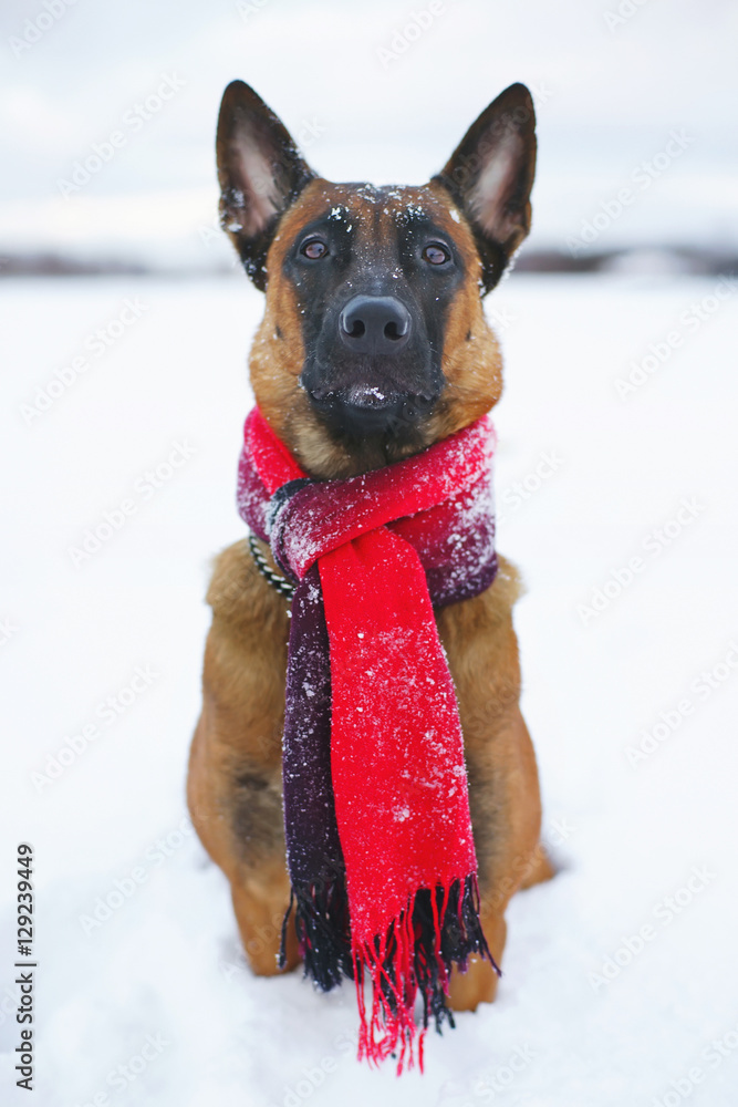 Red Belgian Malinois