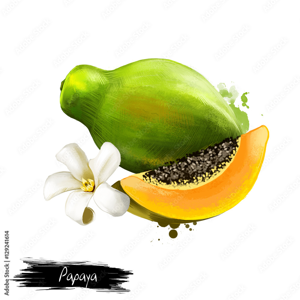 Papaya illustration isolated on white. The papaya papaw, or pawpaw ...