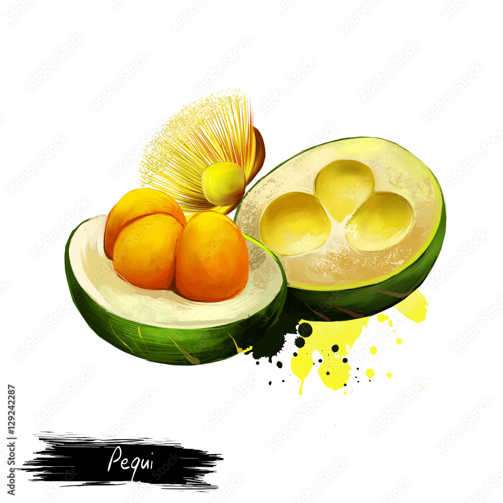 Pequi illustration isolated on white. Illustration Stock | Adobe Stock