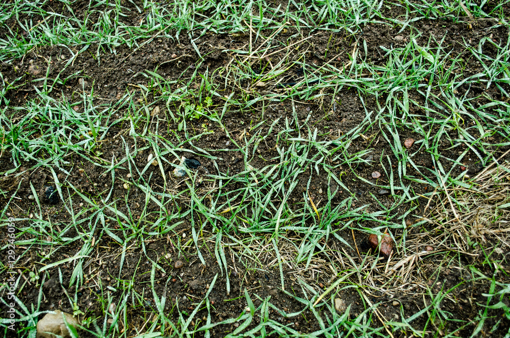 Soil and Green Grass / Texture grass broken surface of the earth / soil and grass background ...