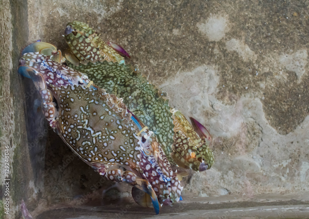 Flower Crab Stock Photo | Adobe Stock