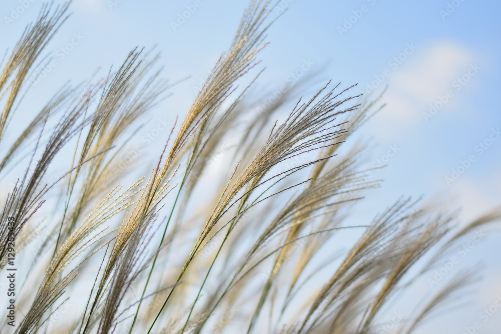 Nature background autumn Kans grass with clear sky background Stock ...
