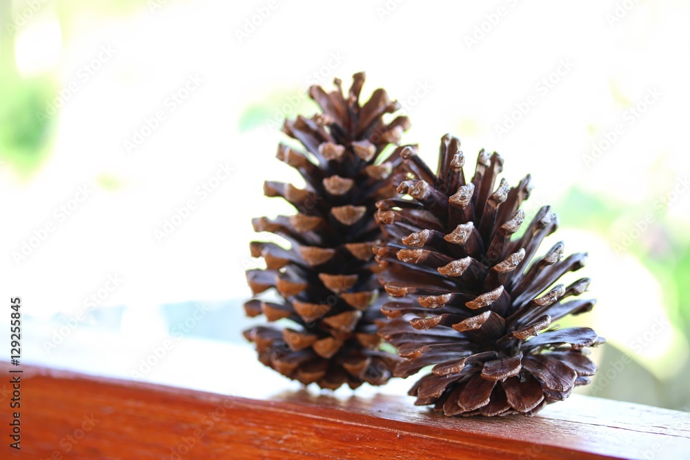 Pine Corn Stock Photo | Adobe Stock