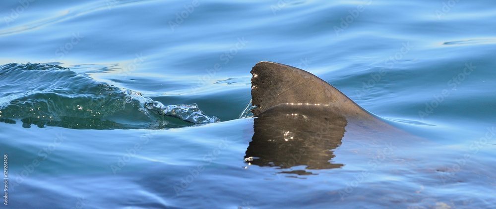 Shark fin above water. closeup Fin of a Great White Shark (Carcharodon ...