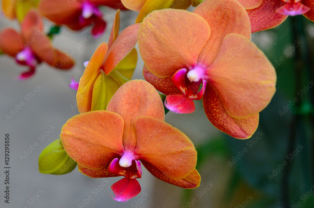 flower orchid family of monocots Stock Photo | Adobe Stock