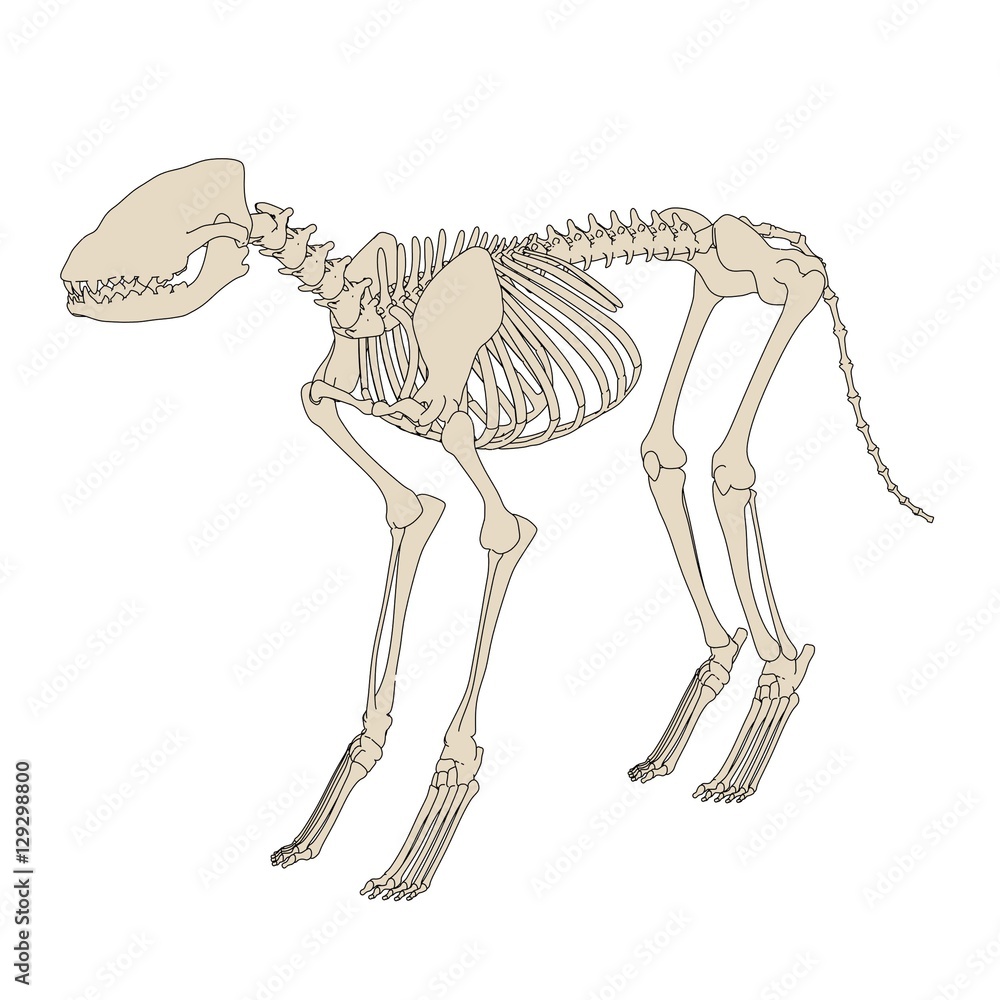 2d cartoon illustration of canine skeleton Stock Illustration | Adobe Stock