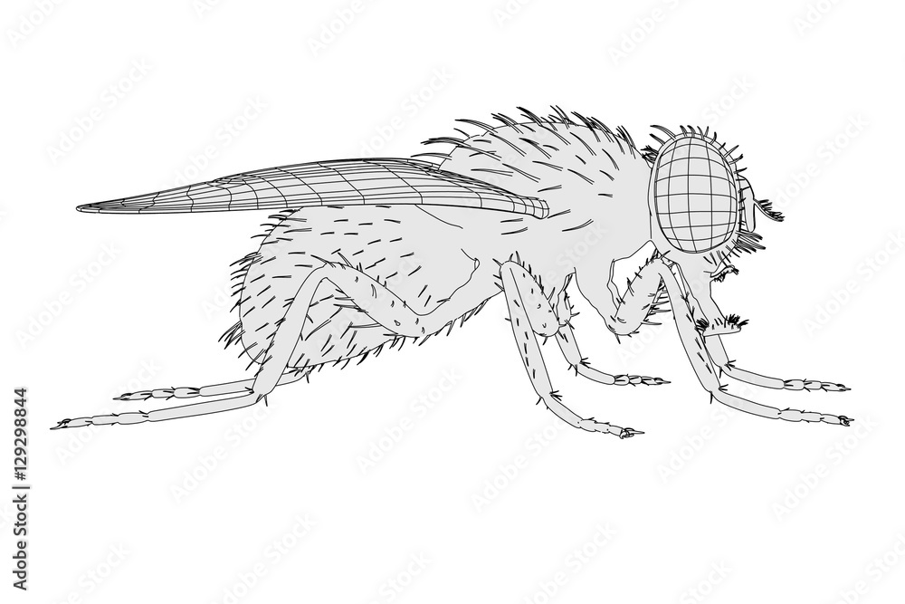 2d cartoon illustration of musca domestica Stock Illustration | Adobe Stock