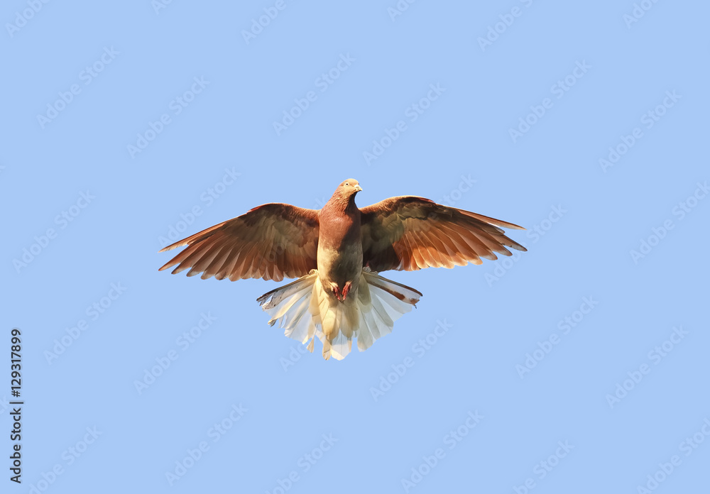 beautiful redhead dove soars high in the blue sky widely spread its ...