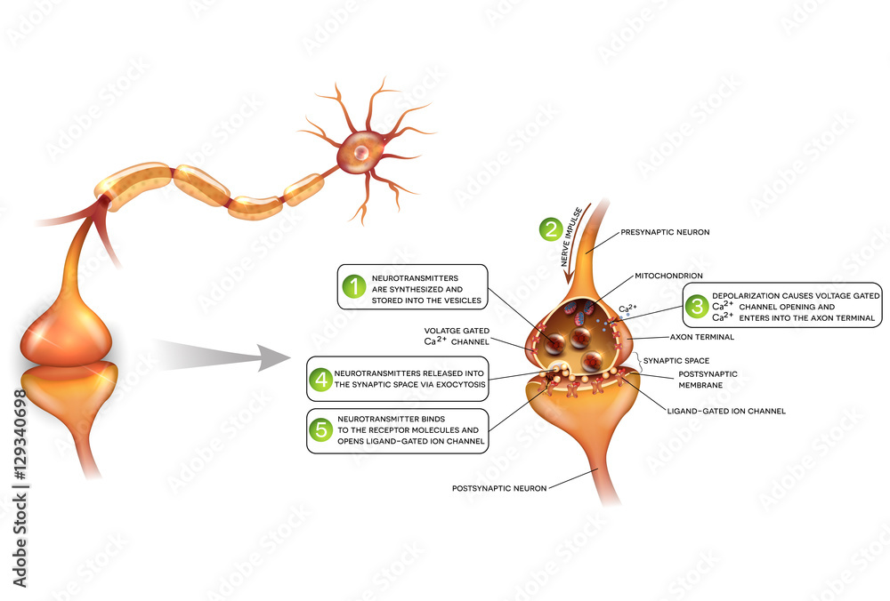 Neurons and closeup of synapse detailed anatomy, beautiful colorful ...
