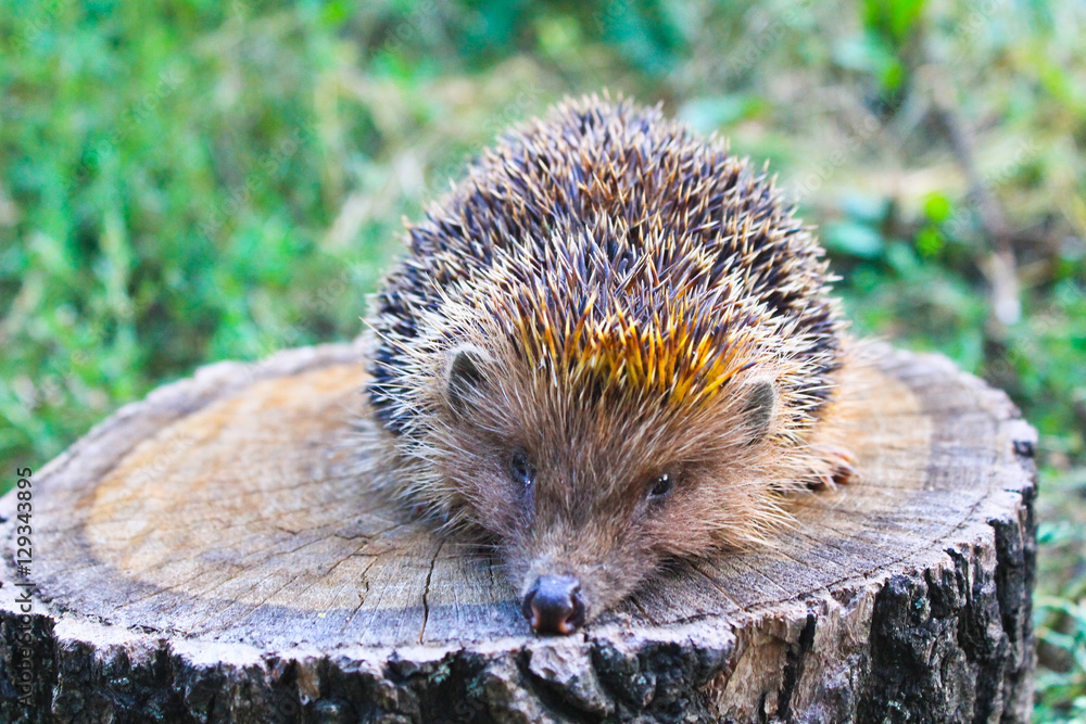 Hedgehog on the log Stock Photo | Adobe Stock