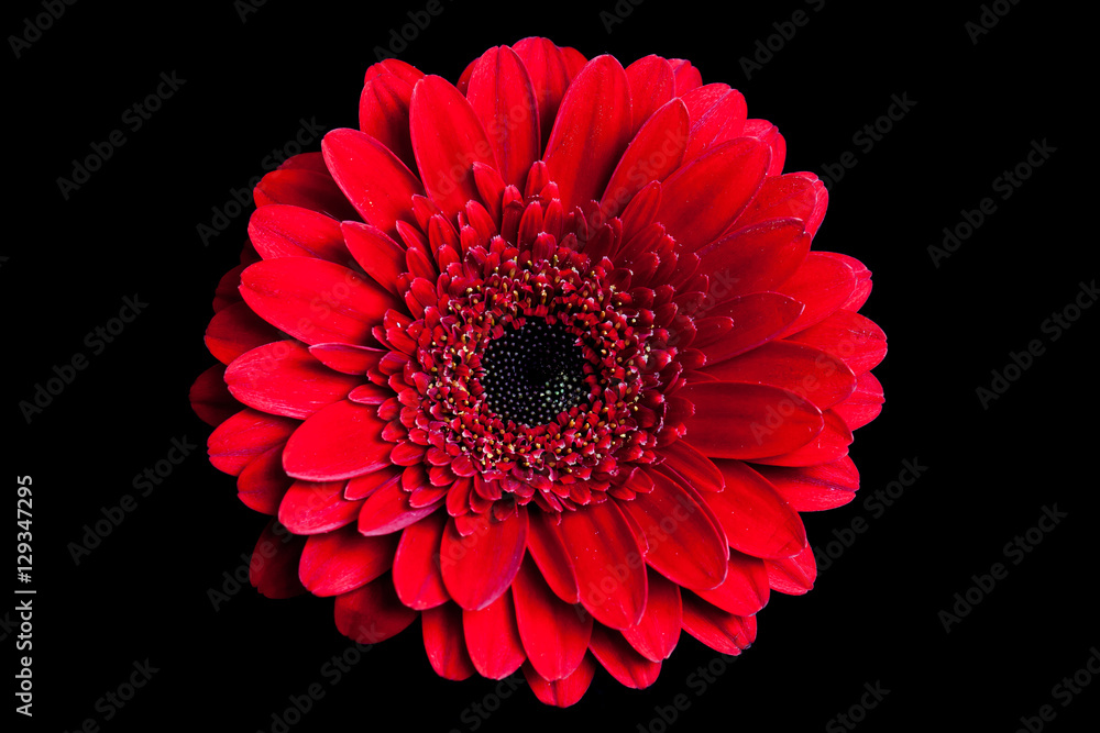 Red Gerbera Daisy Photography