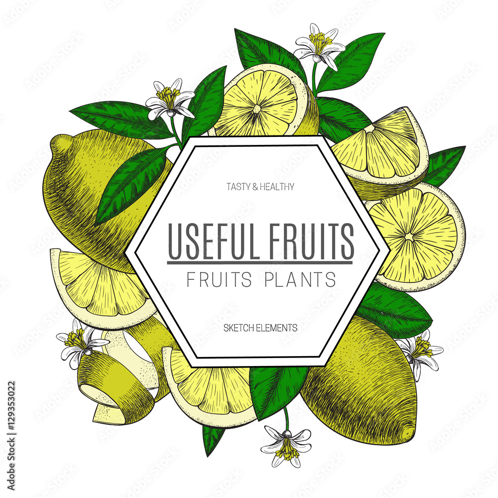 Vector design lemon with ink hand drawn. Whole,sliced pieces half ...