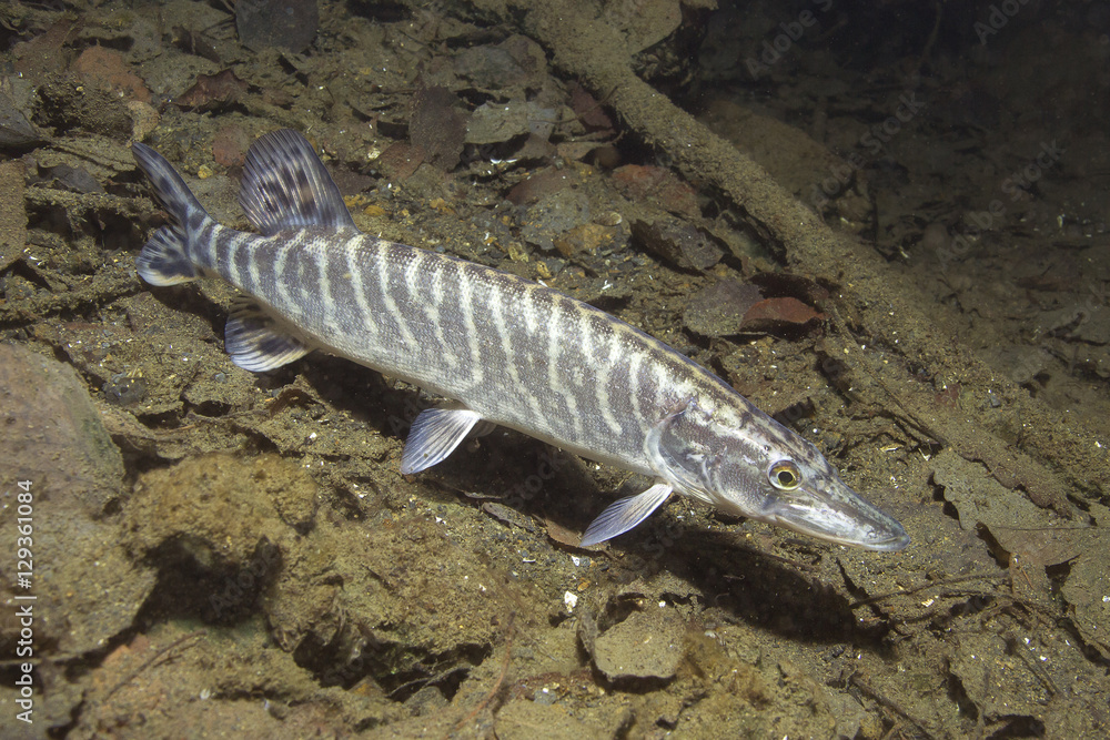 Freshwater fish pike (Esox lucius) in the beautiful clean pound ...