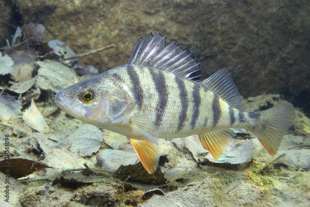 Foto de Freshwater fish perch (perca fluviatilis) in the beautiful ...