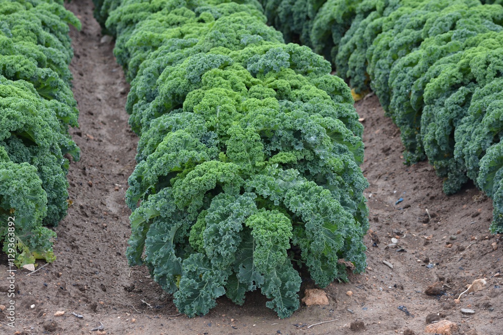 Col rizada o col crespa 2 Stock Photo | Adobe Stock